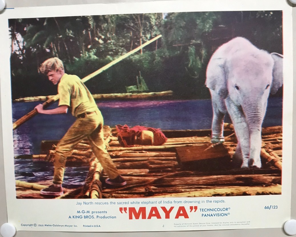 ORIGINAL LOBBY CARDS - MAYA - 1966 - set of 8 - Clint Walker, Jay North, Sajid Khan - X Marks ...